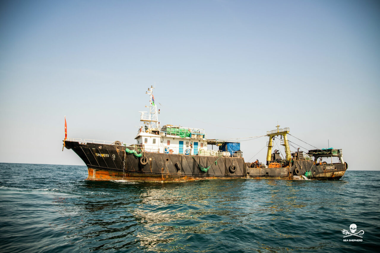Zwei weitere Fangschiffe festgesetzt - Sea Shepherd