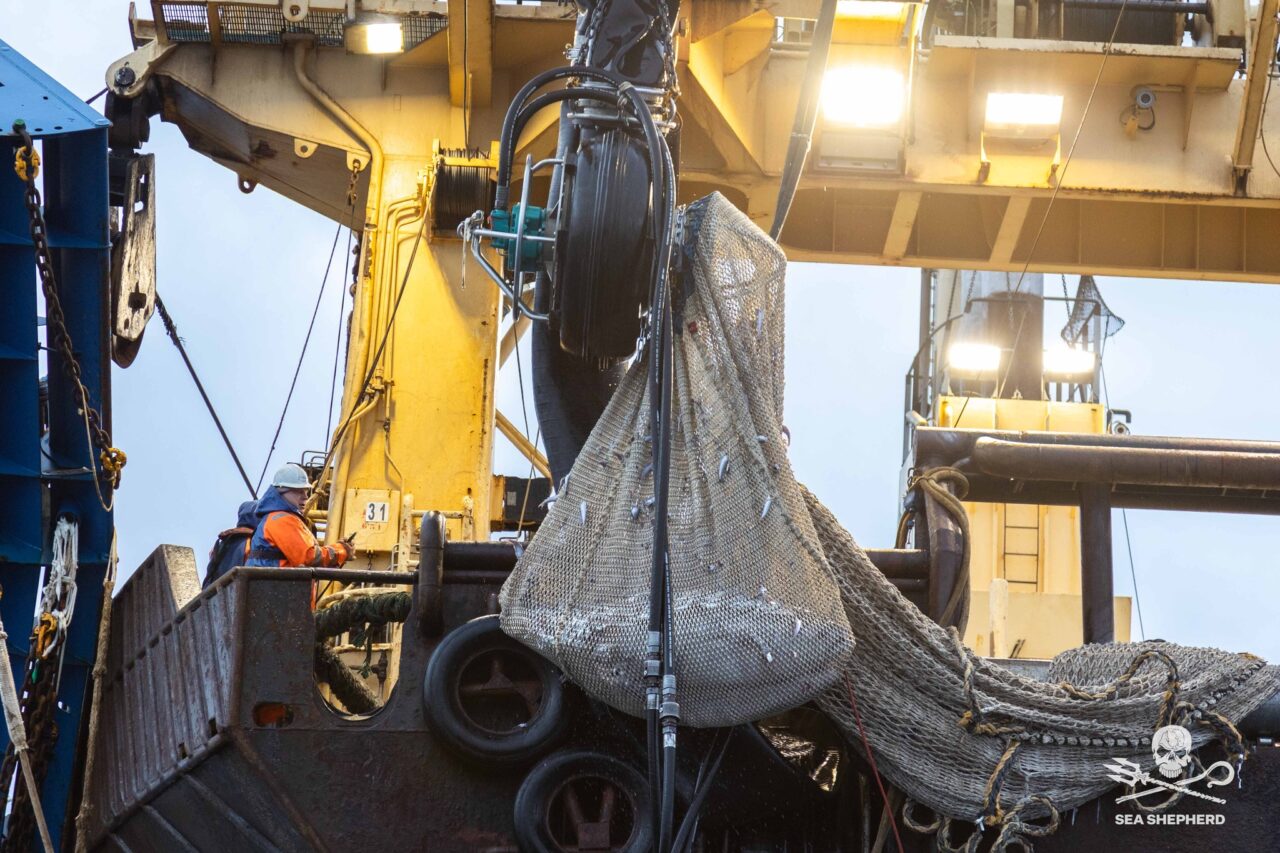 OPERATION OCEAN KILLERS - Sea Shepherd