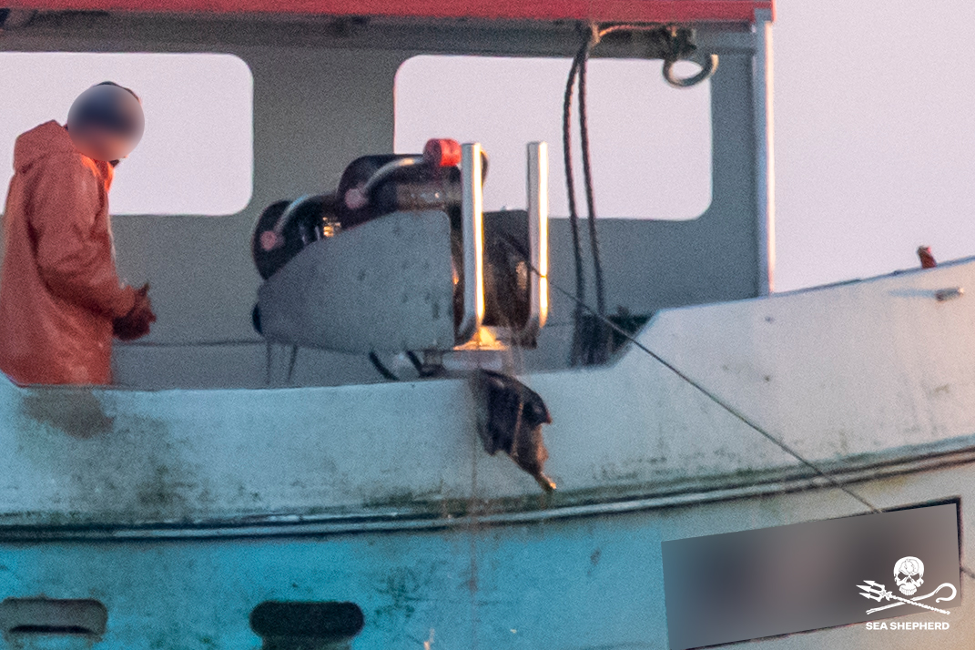 Geschützte Meeresenten in Stellnetzen entdeckt - Sea Shepherd