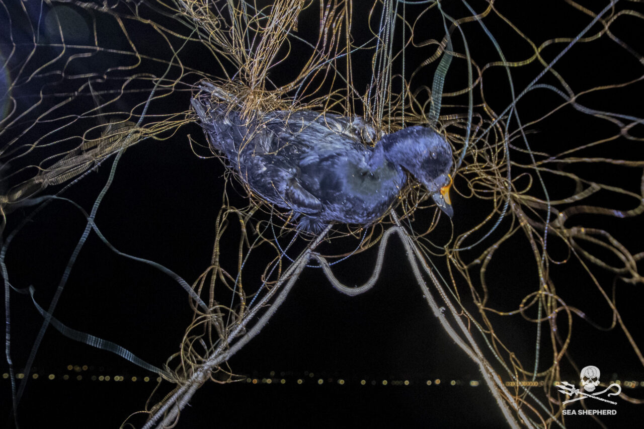 Geschützte Meeresenten in Stellnetzen entdeckt - Sea Shepherd