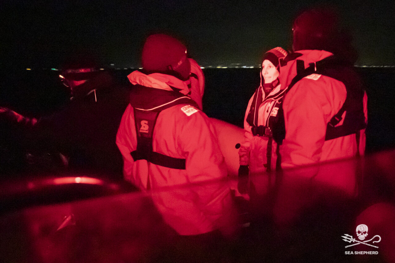 Geschützte Meeresenten in Stellnetzen entdeckt - Sea Shepherd