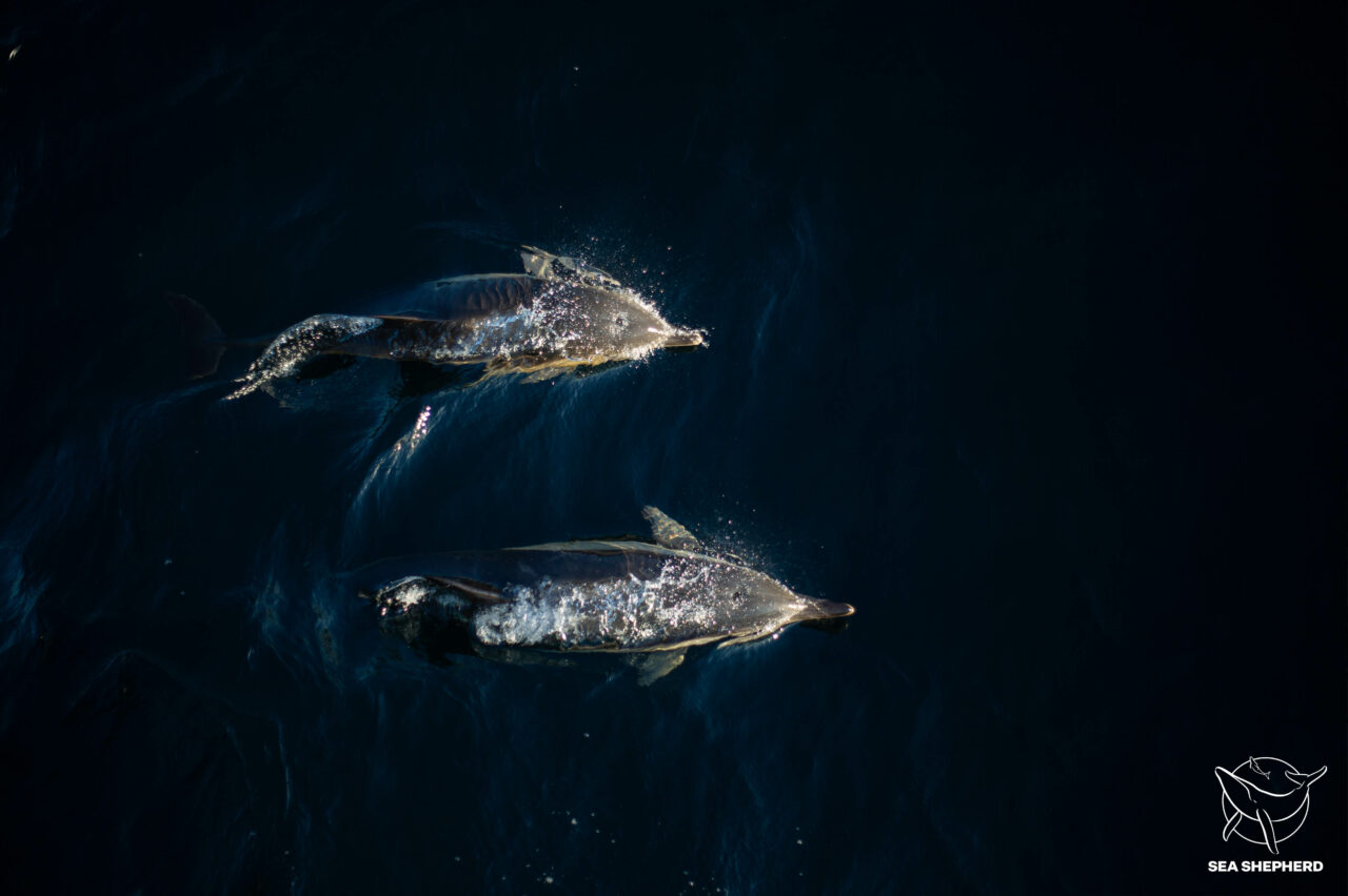 Sea Shepherd - Aktiver Meeresschutz Weltweit