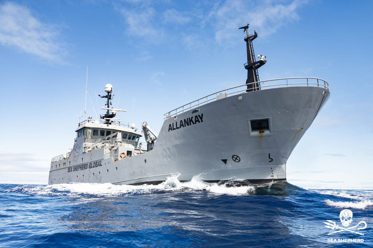 Es geht zurück in die Antarktis! - Sea Shepherd