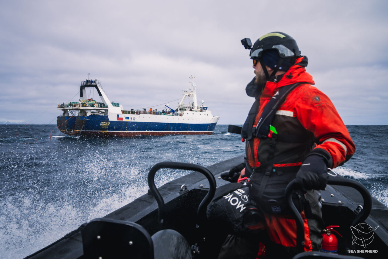 Sechs Supertrawler in der Antarktis abgefangen - Sea Shepherd