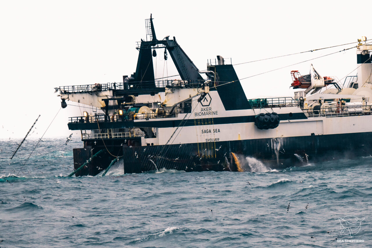 Sechs Supertrawler in der Antarktis abgefangen - Sea Shepherd