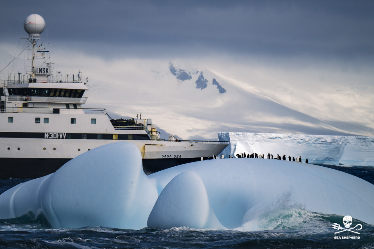 Die Zukunft der Antarktis steht auf dem Spiel - Sea Shepherd