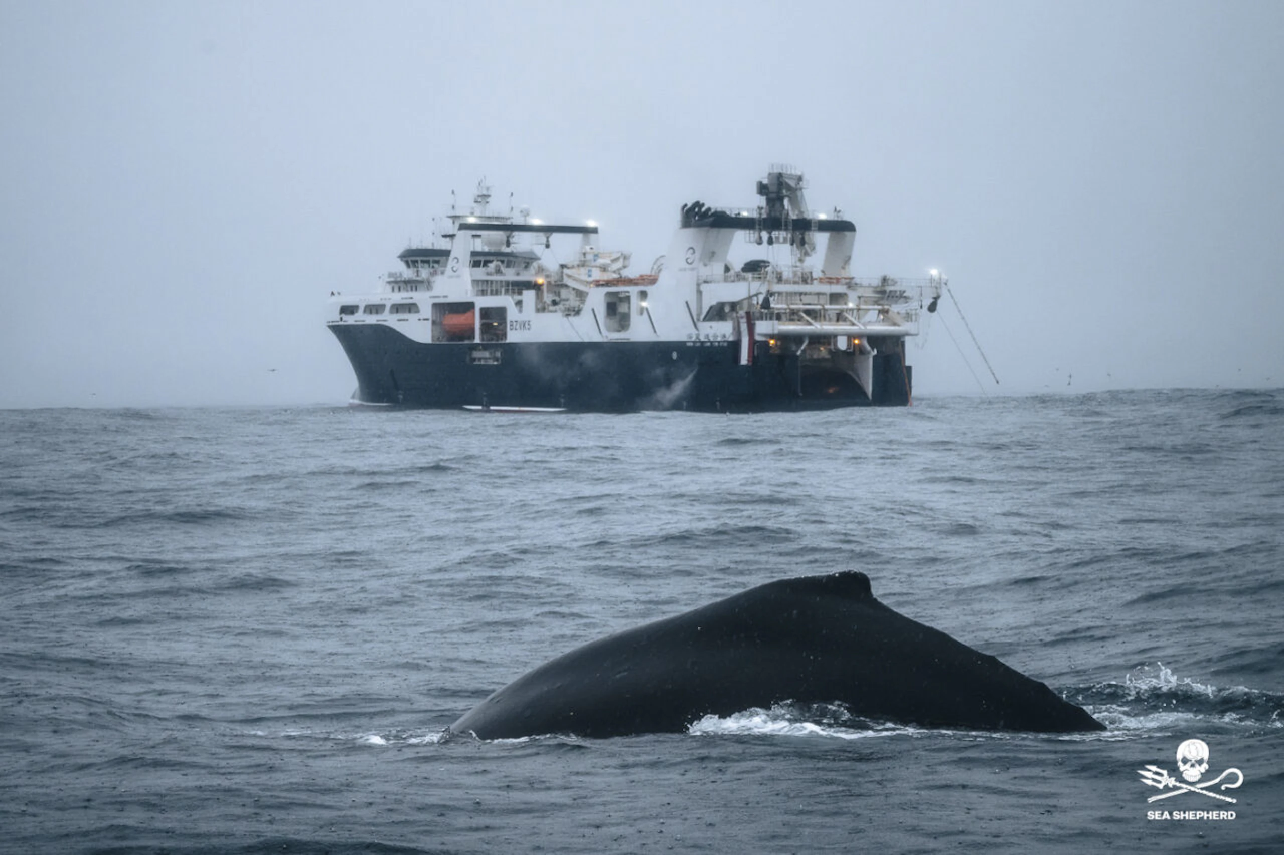 News & Events - Sea Shepherd