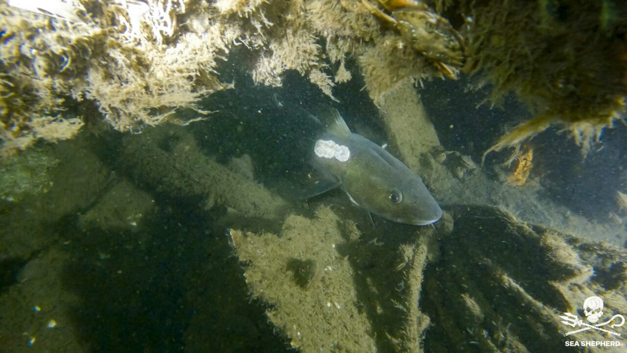 Erfolgreicher Kampagnenabschluss in der Ostsee - Sea Shepherd